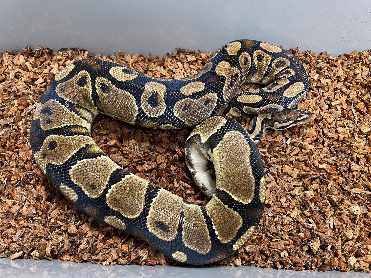 Yellowbelly Ball Python by On the Ball Pythons - MorphMarket