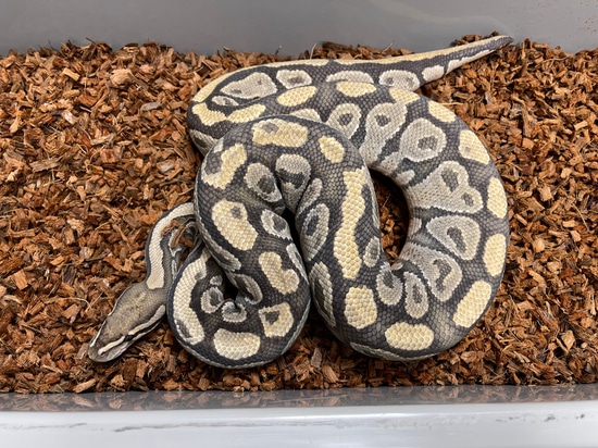 Hypo Specter Ball Python by On the Ball Pythons