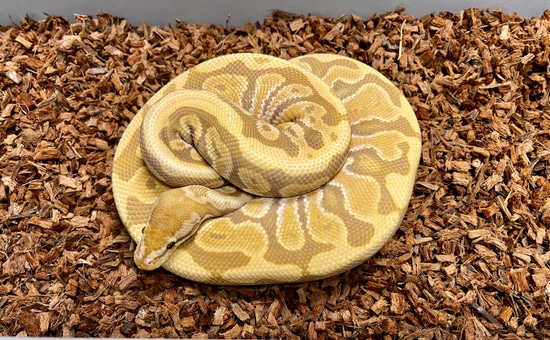Ultramel Hidden Gene Woma Ball Python by On the Ball Pythons