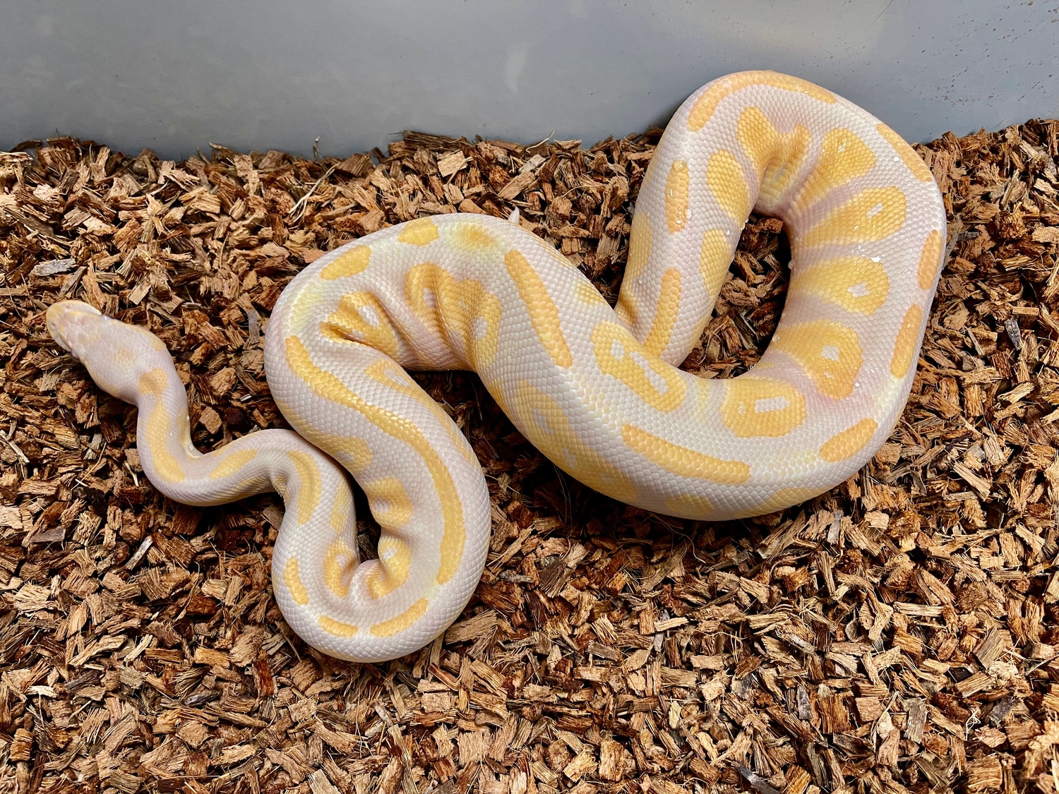 Blackhead Lavender Albino Ball Python by On the Ball Pythons - MorphMarket