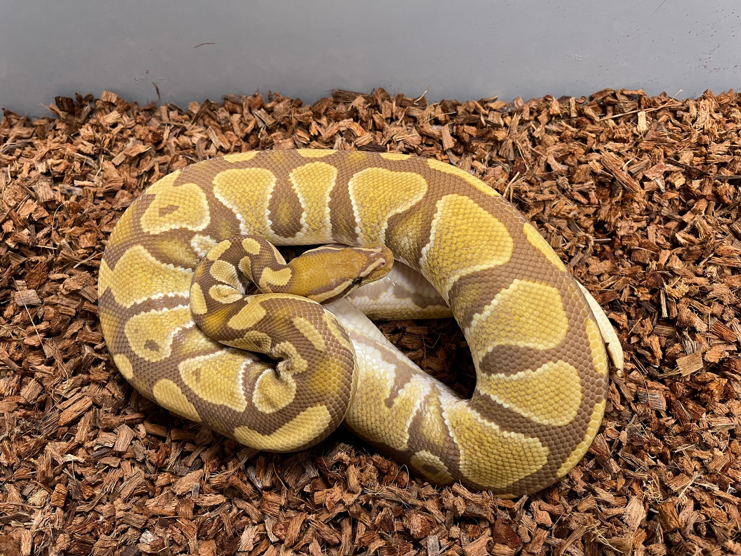 Ultramel Het Pied Ball Python by On the Ball Pythons - MorphMarket