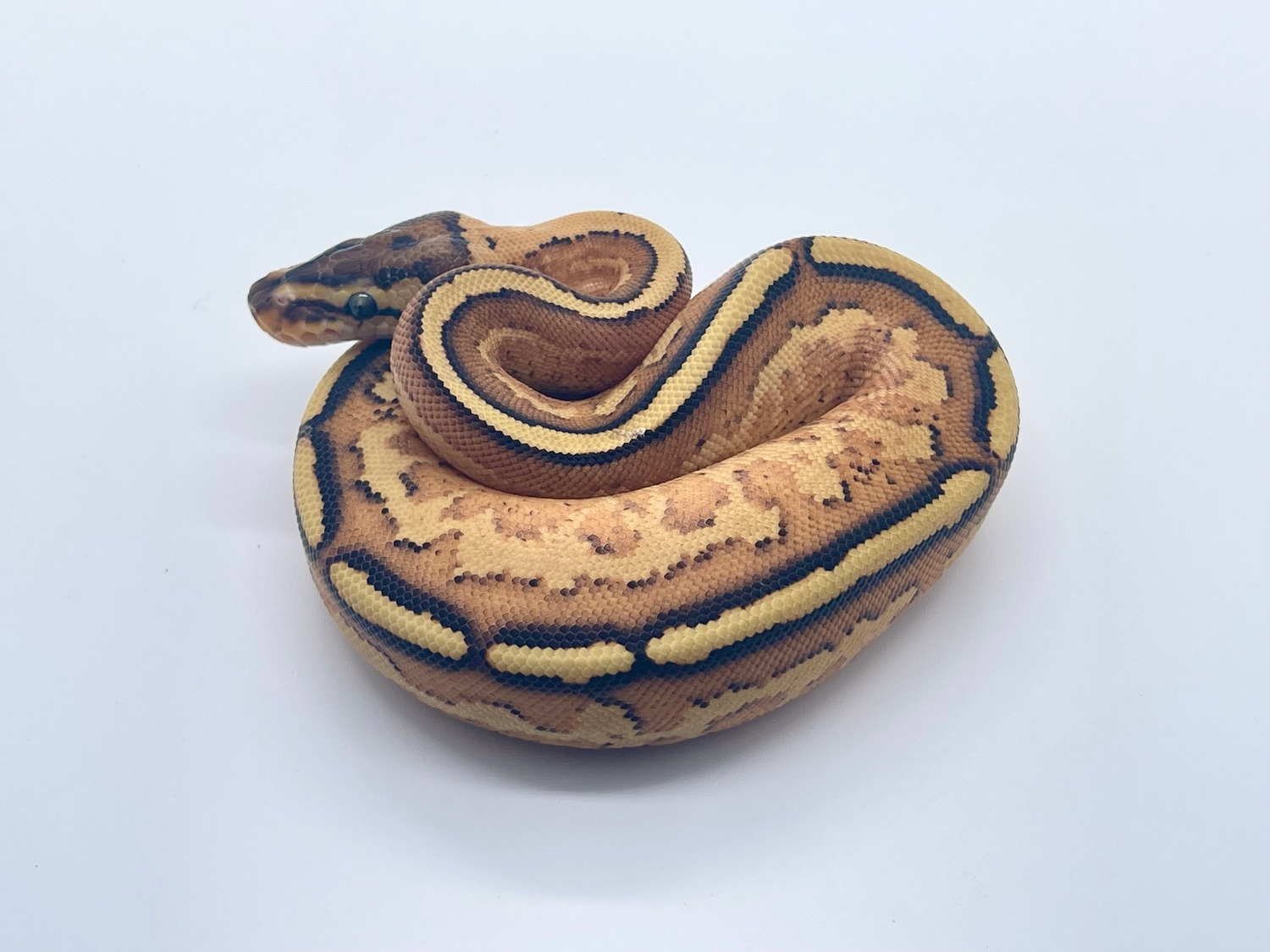 Orange Dream Super Stripe Ball Python by On the Ball Pythons - MorphMarket