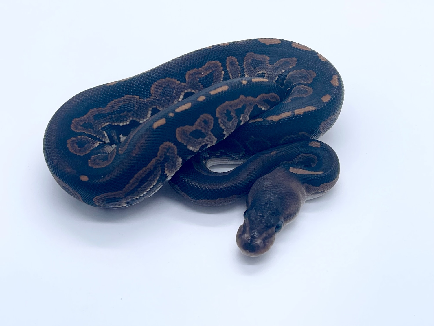 Cinnamon Blackhead Het Ultramel Ball Python by On the Ball Pythons ...