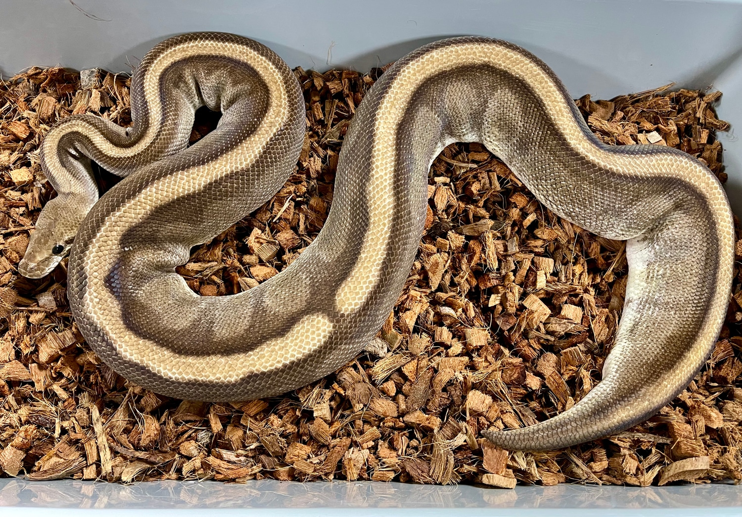Genetic Stripe Ball Python by On the Ball Pythons - MorphMarket