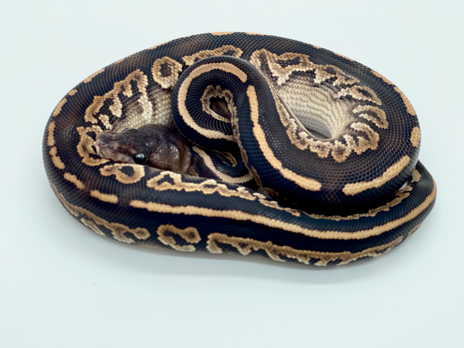 Cinnamon Blackhead Mahogany Het Ultramel Ball Python by On the Ball ...