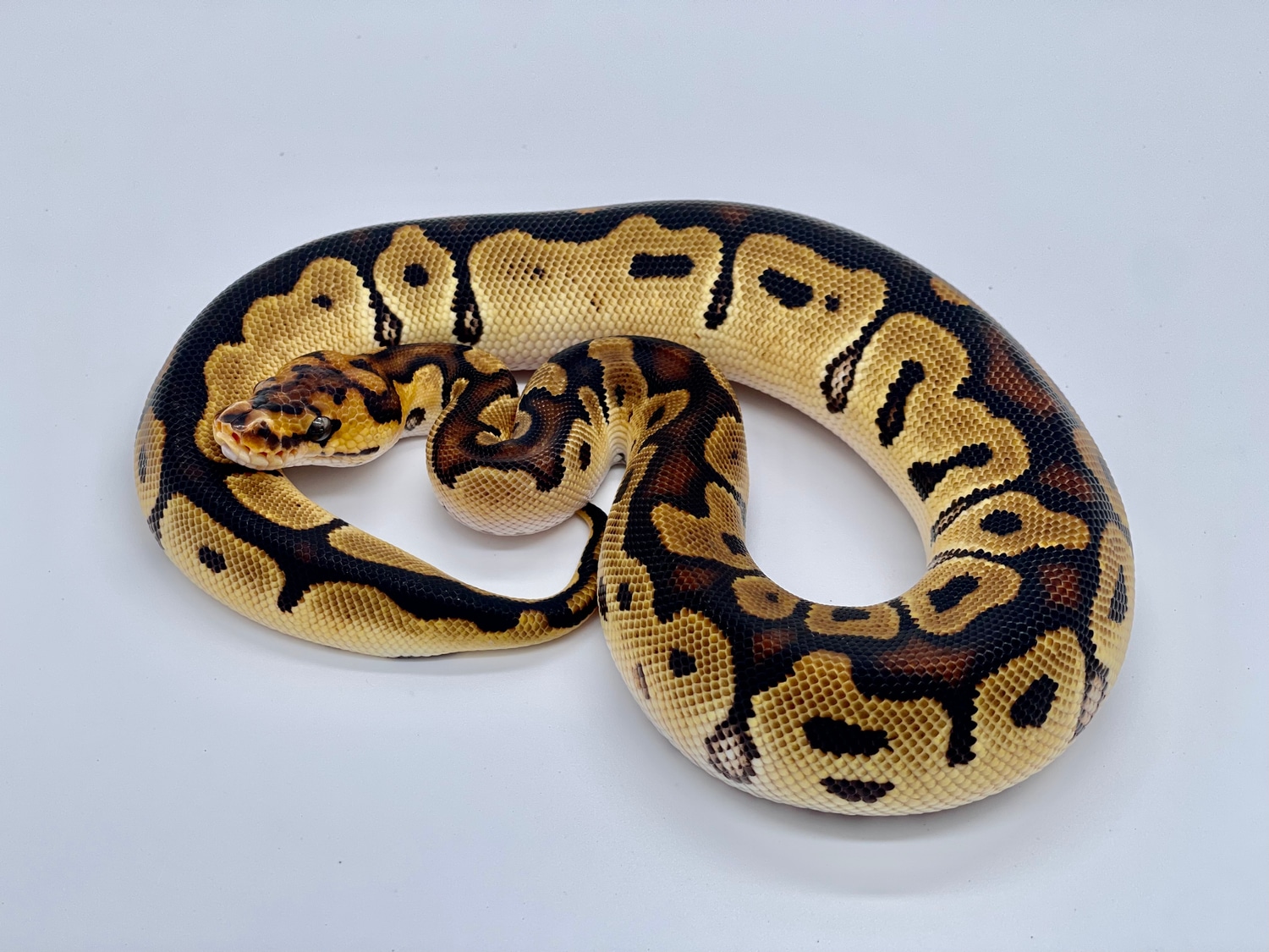 Redstripe Clown Ball Python by On the Ball Pythons - MorphMarket