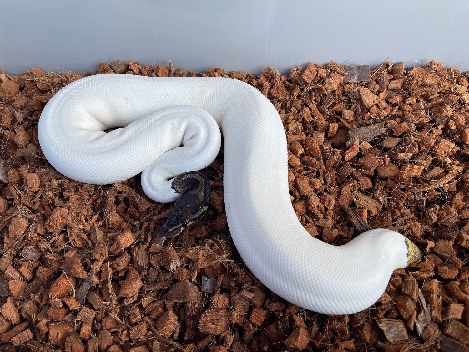 Pied Het Axanthic Ball Python by On the Ball Pythons - MorphMarket