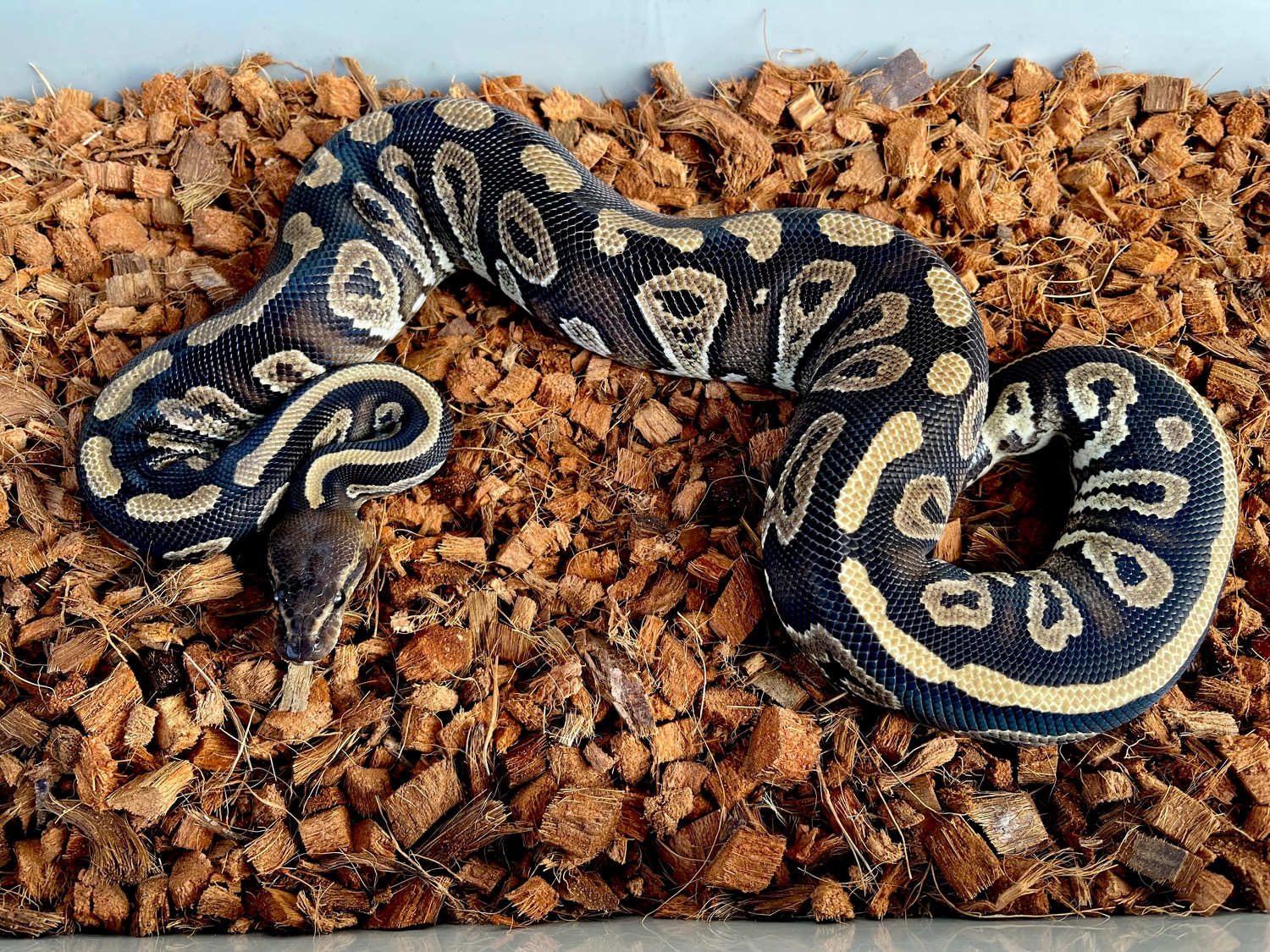 Blackhead Mystic Ball Python by On the Ball Pythons - MorphMarket
