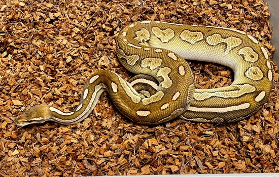 Proven Blackhead Cinnamon Butter Ph Ultramel Ball Python by On the Ball ...