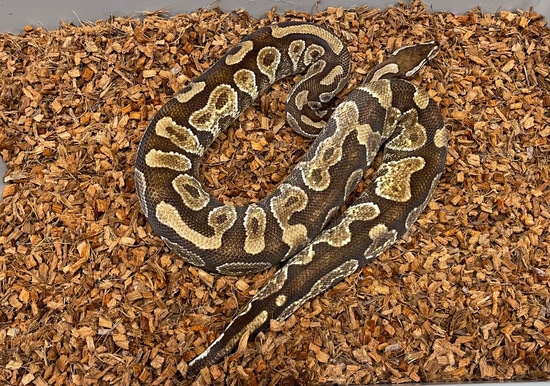 Cinnamon Enchi Yellowbelly Ball Python by On the Ball Pythons
