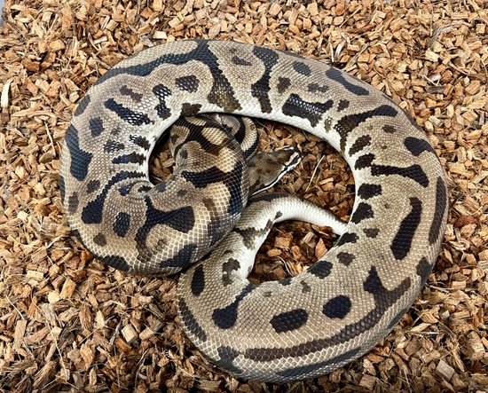 Breeder Spotnose Leopard Het Ultramel Ball Python by On the Ball Pythons