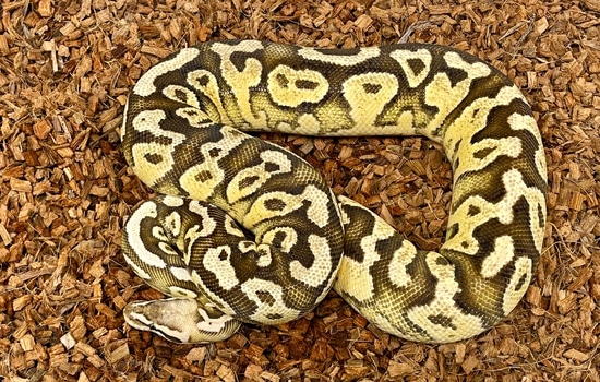 Mystic Firefly Possible Redstripe Ball Python by On the Ball Pythons