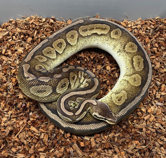 Pewter Redstripe Het Ultramel Ball Python by On the Ball Pythons