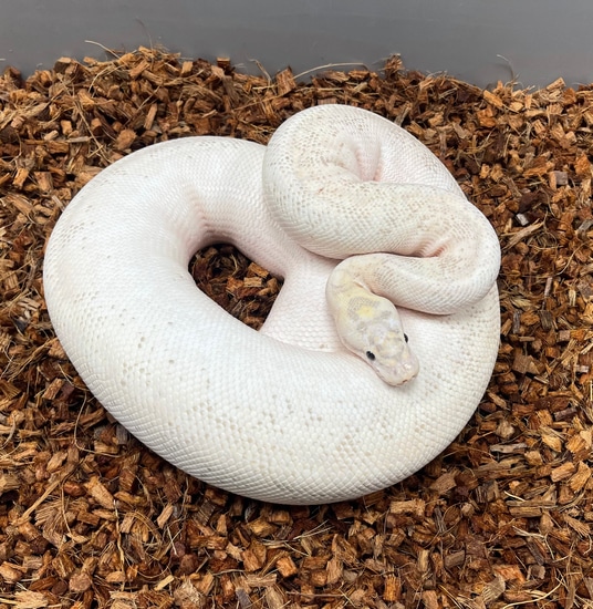 Spider Highway Ball Python by On the Ball Pythons
