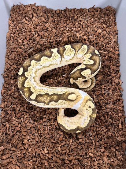 🔥 Proven Breeder Female Od Calico Enchi Fire Yellowbelly — Stacked 🔥 ...