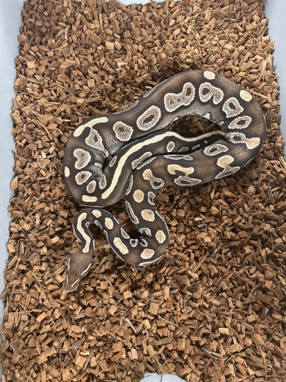 ⚡ ADULT MALE ASPHALT MOJAVE HET ULTRAMEL — 1,400g POWERHOUSE ⚡ Ball ...