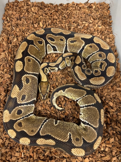 🔥 PROVEN FEMALE DH ULTRAMEL CLOWN — POWERFUL 3,450g UNIT 🔥 Ball Python ...