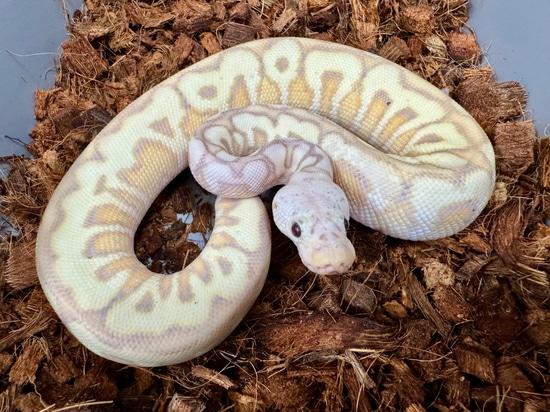 Pastel Banana Spotnose Enchi Red Stripe Yellow Belly Poss Calico Clown ...