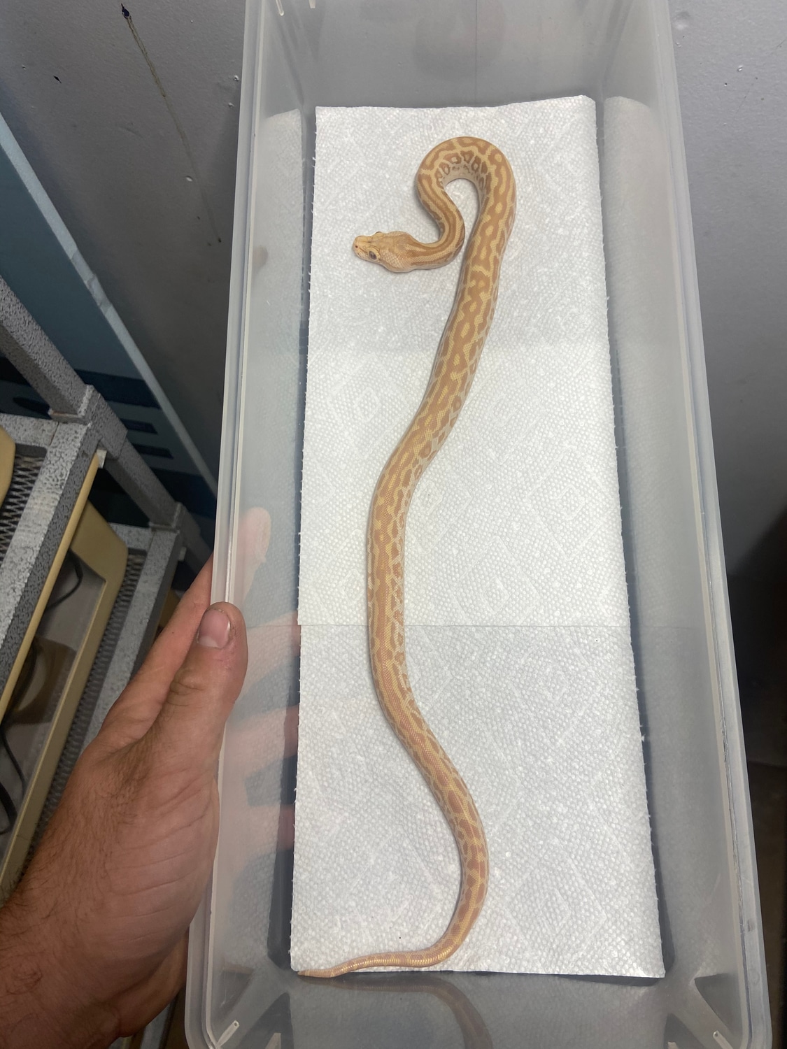 Pearl 100% Het Green 100% Granite Burmese Python by TK reptiles - MorphMarket