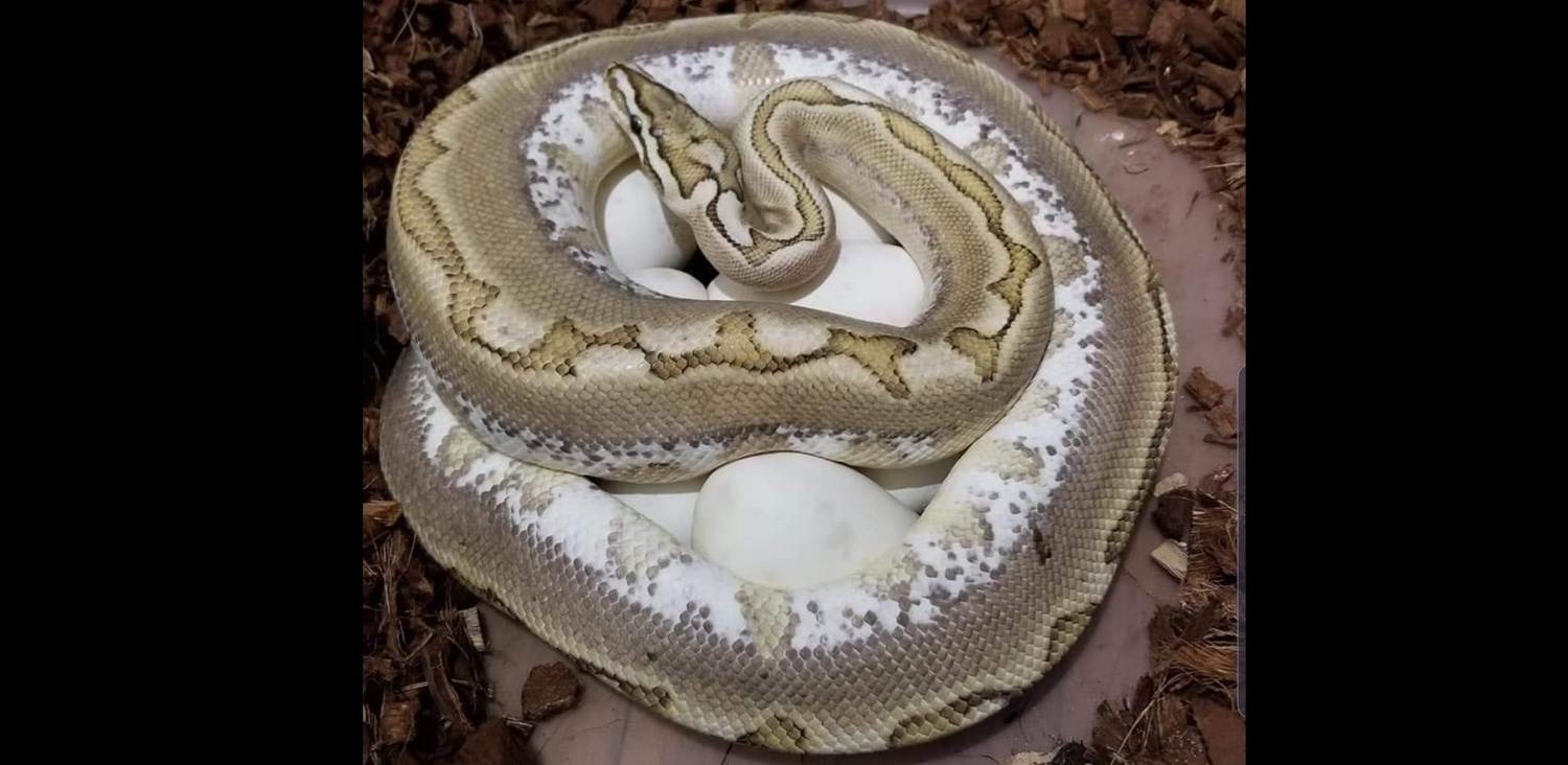 Proven Bamboo Woma Ball Python by Leatherneck Pythons - MorphMarket