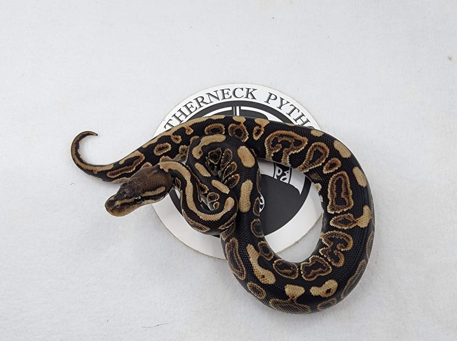 Black Pastel Het Clown (Possible Chocolate?) Ball Python by Leatherneck ...