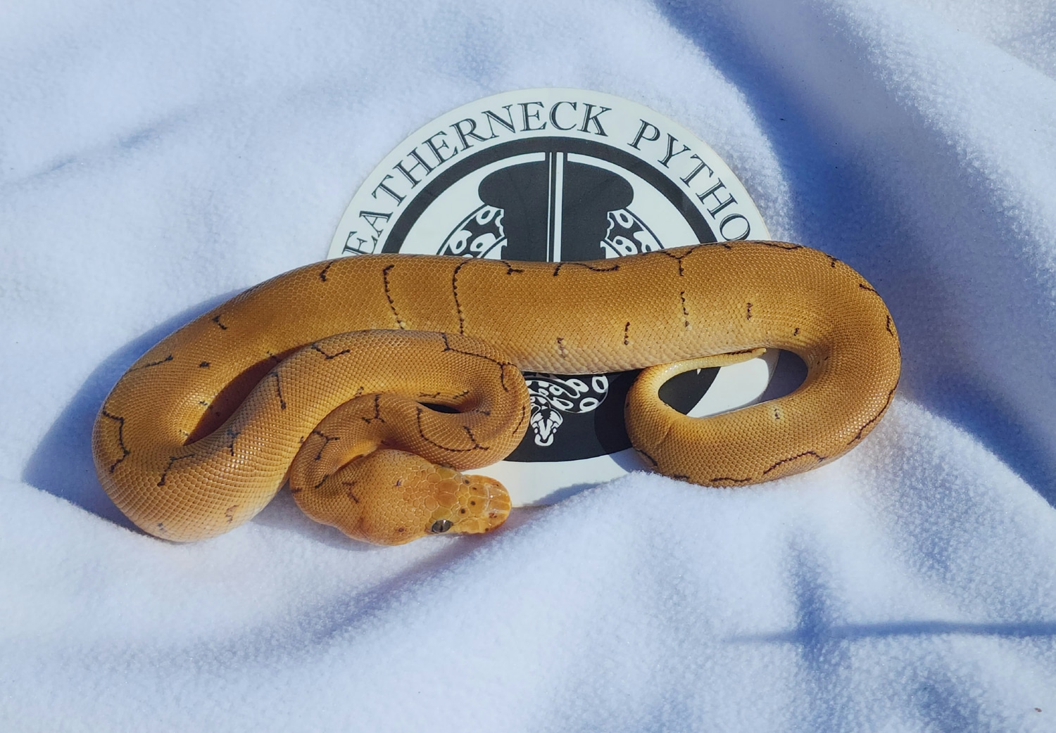Woma Pinstripe Clown Ball Python by Leatherneck Pythons - MorphMarket