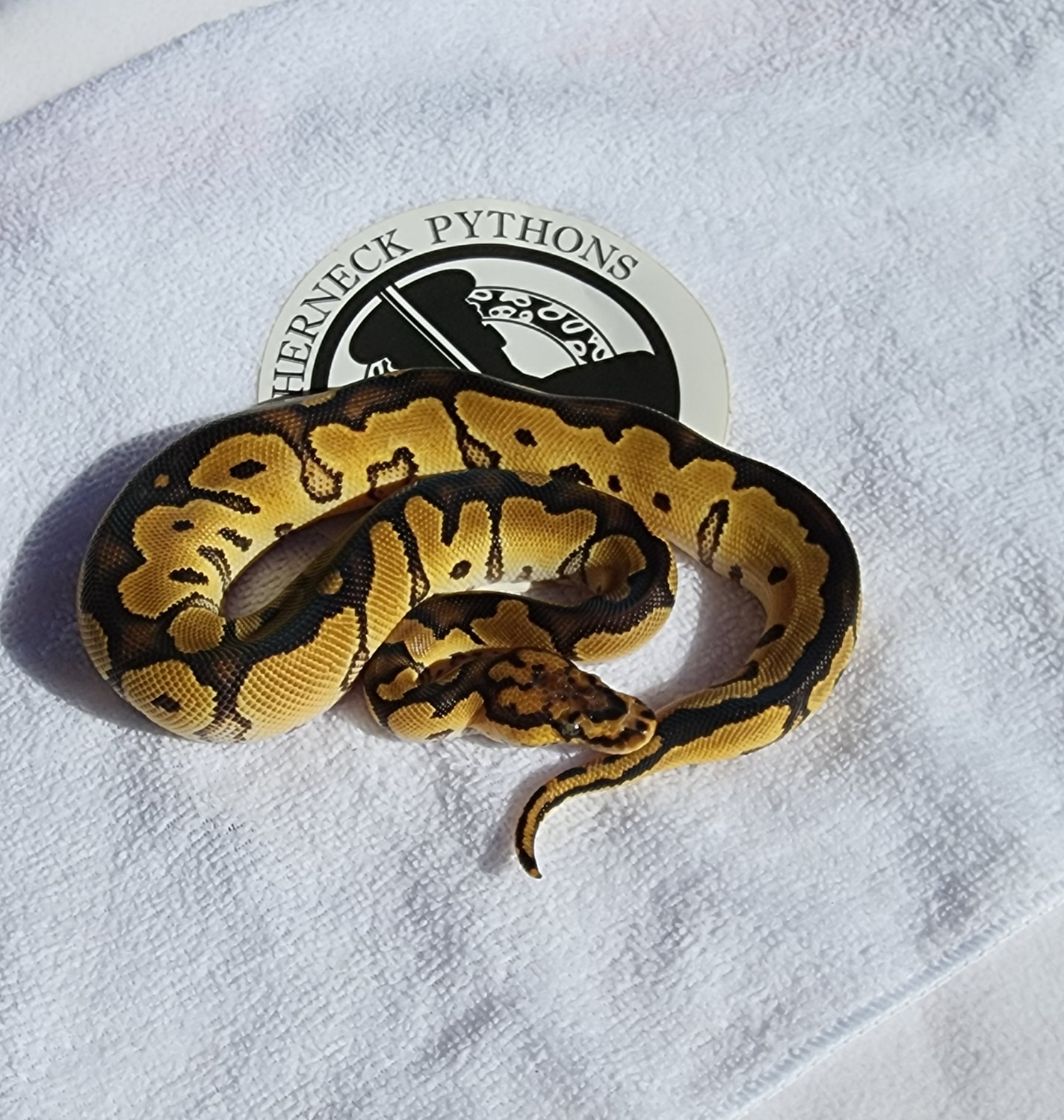 Clown Pos OD? Blade? Ball Python by Leatherneck Pythons - MorphMarket