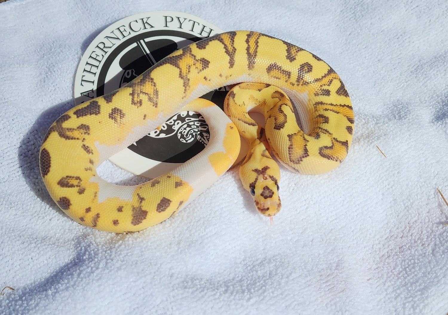 Disco Fire Clown Pos OD Ball Python by Leatherneck Pythons - MorphMarket