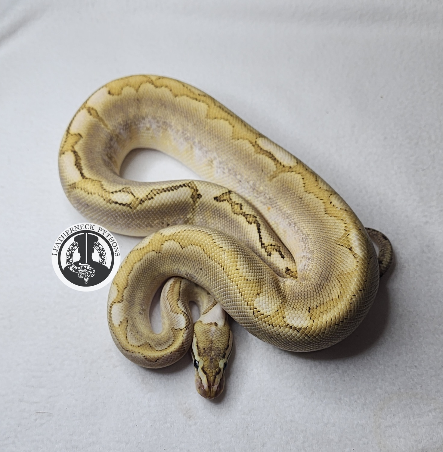 Bamboo Woma Arroyo 50% Het Clown Ball Python by Leatherneck Pythons ...
