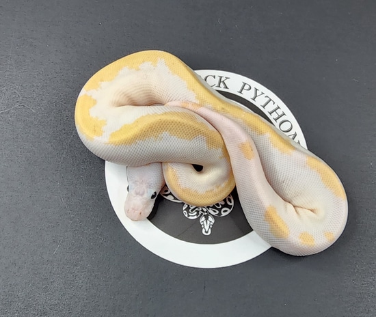 Super Fire Clown Possible OD, Woma, Pin, Blade Ball Python by ...