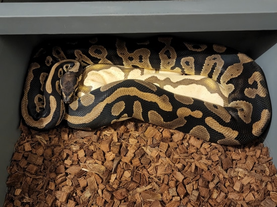 Acid Female Ball Python by Leatherneck Pythons