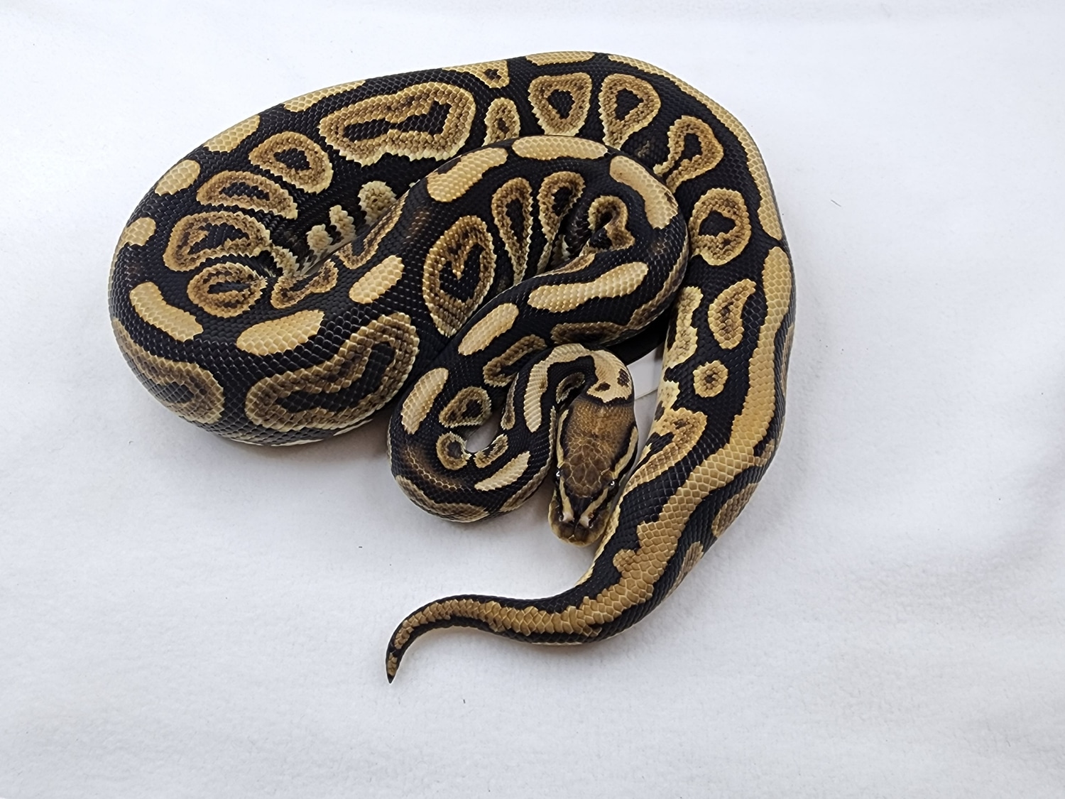 Leatherneck Pythons's Collection - MorphMarket