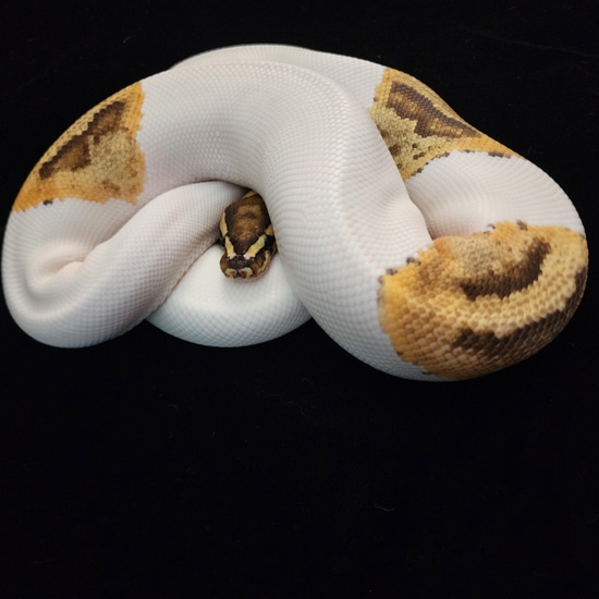 Fire Pied Ball Python by Magic Morphs By Merlin