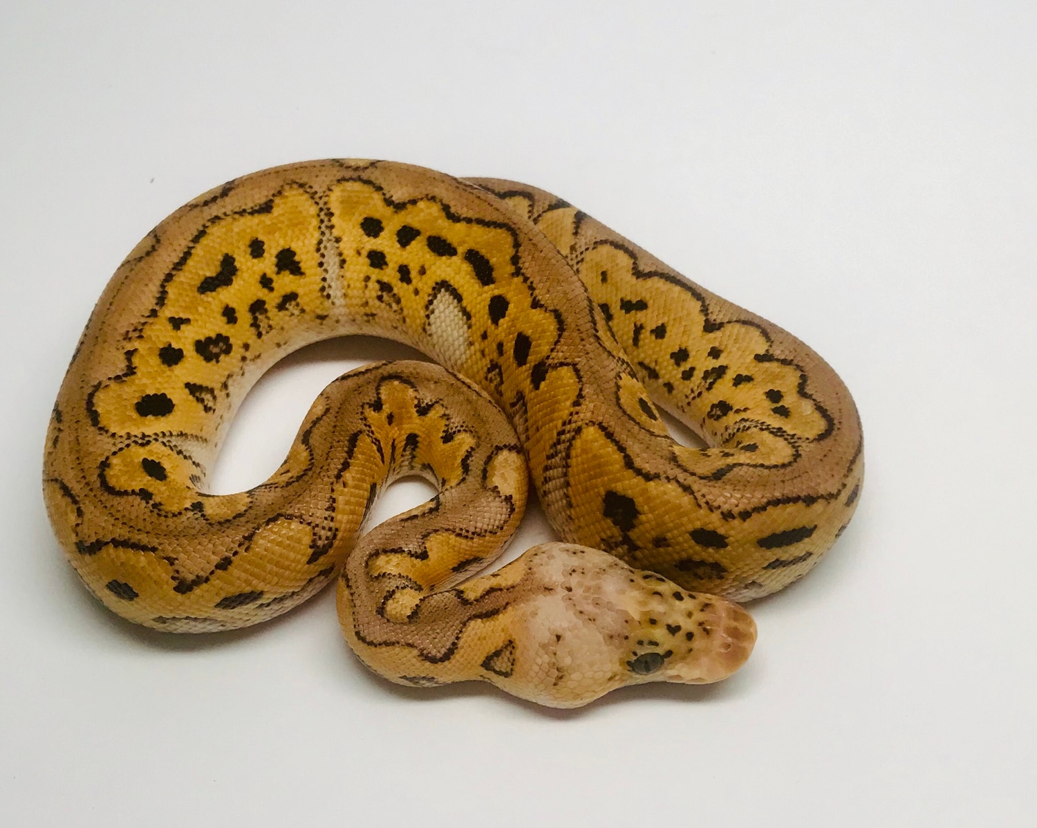 Pastel Clown Ball Python by High Country Reptiles - MorphMarket