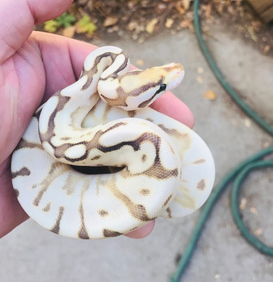 Nuclear Spider 50% Piebald Ball Python by High Country Reptiles