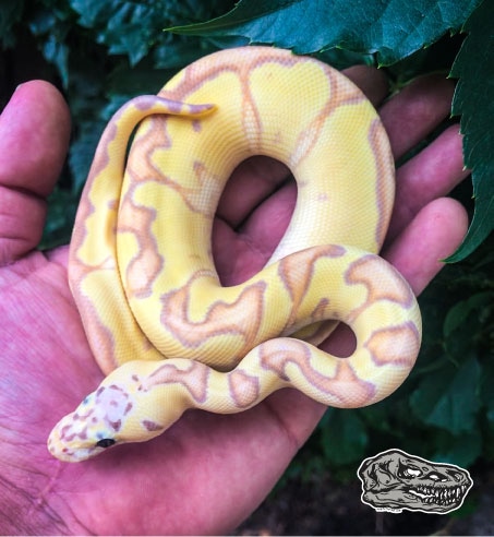 Pastel Banana Enchi Clown Ball Python by High Country Reptiles ...