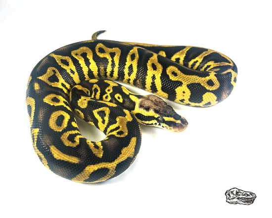 Firefly Leopard Het Clown (Possible Super Leopard) Ball Python by High ...