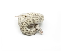 Superfly Leopard Spotnose Het Clown (Possible Super Leopard) Ball ...