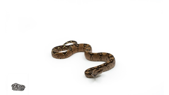 Het 66% VPI 66% Het RDR (Specter) Boa Constrictor by High Country Reptiles