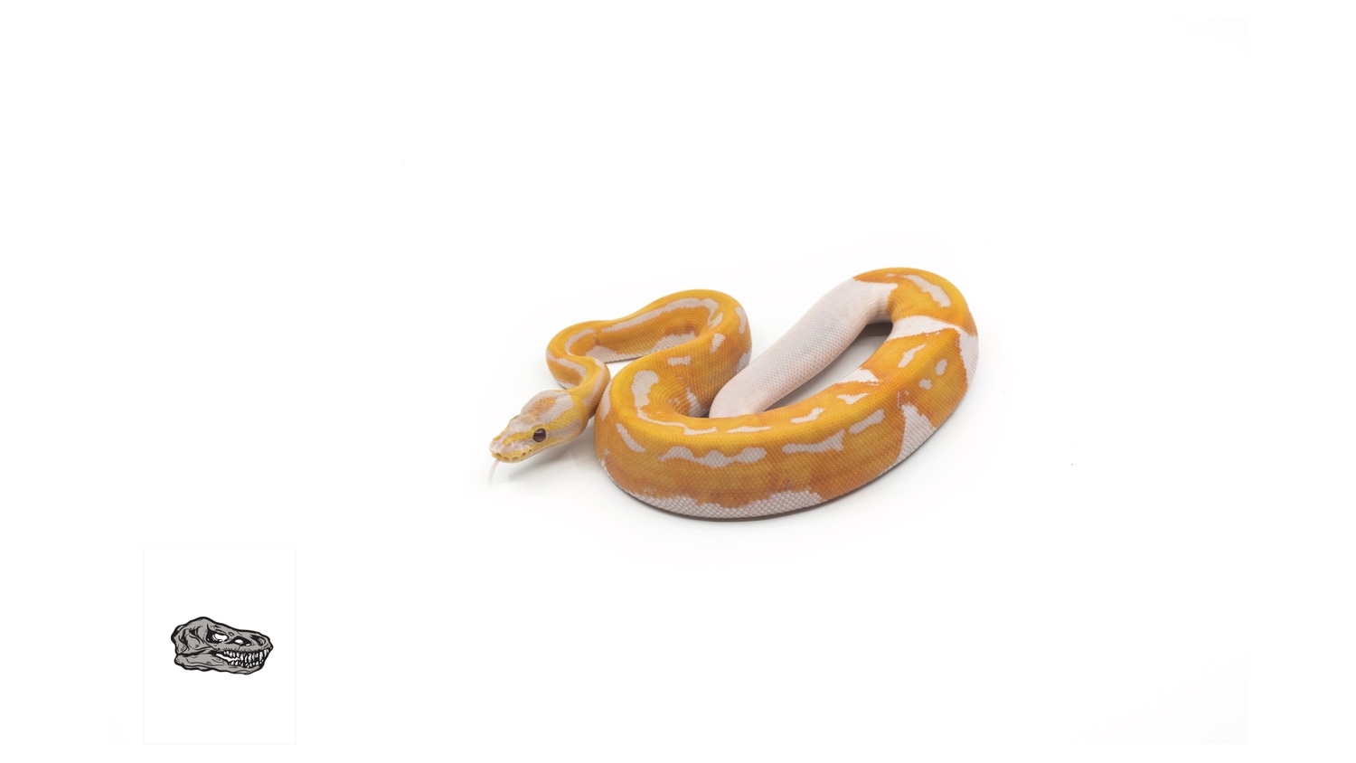 Dreamsicle Ball Python by High Country Reptiles - MorphMarket