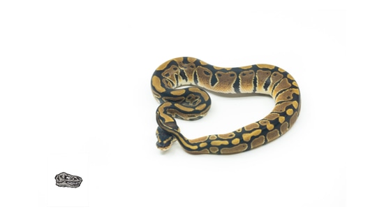 NR Mandarin 66% Het Clown Ball Python by High Country Reptiles