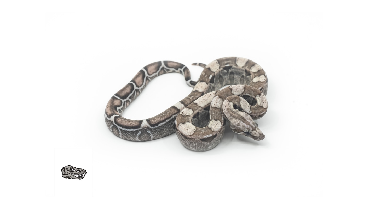 !! SPECTER BOA !! VPI Albino RDR Black Eye Anery Boa Constrictor by ...