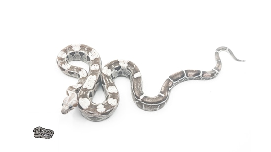 SPECTER BOA VPI Albino RDR Black Eye Anery Boa Constrictor by High ...