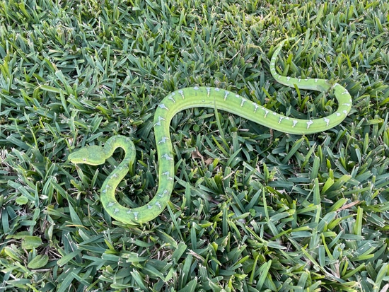 Emerald Tree Boa Northern Emerald Tree Boa by O.t.w exotics