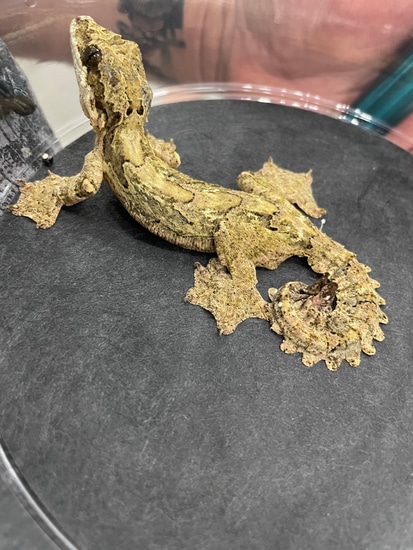 Giant Malaysian Flying Gecko More Gecko by On The Way Reptiles & Exotics