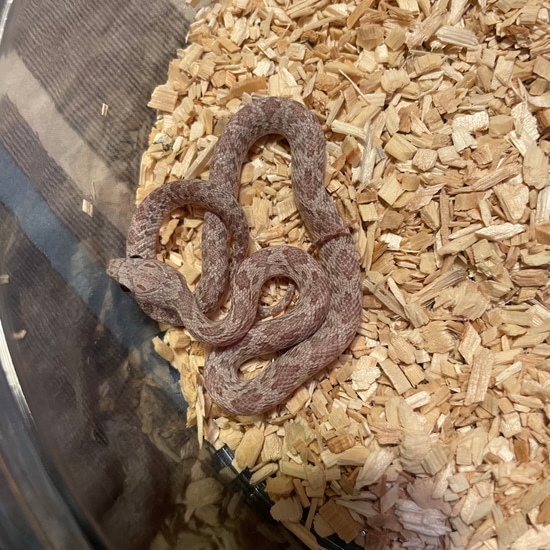 Silver Queen Shatter Corn Snake by O.t.w exotics