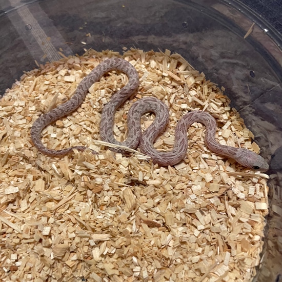 Hypo Shatter Corn Snake by O.t.w exotics