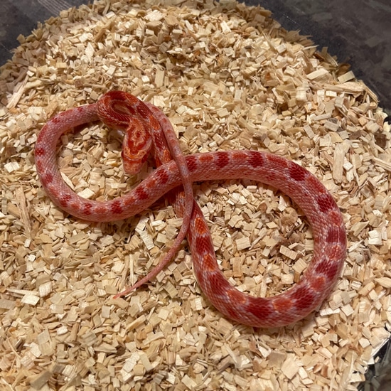 Red Zeppelin Corn Snake by O.t.w exotics