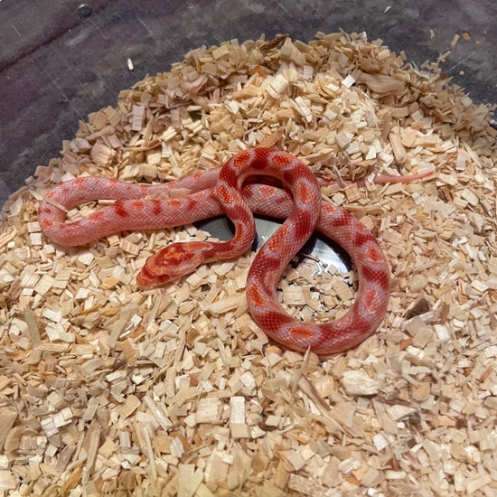 Red Zeppelin Corn Snake by On The Way Reptiles & Exotics