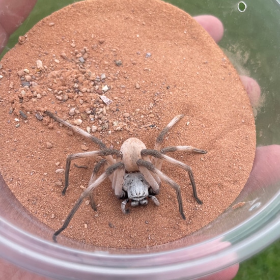 Egyptian Huntsman True Spider by O.t.w exotics